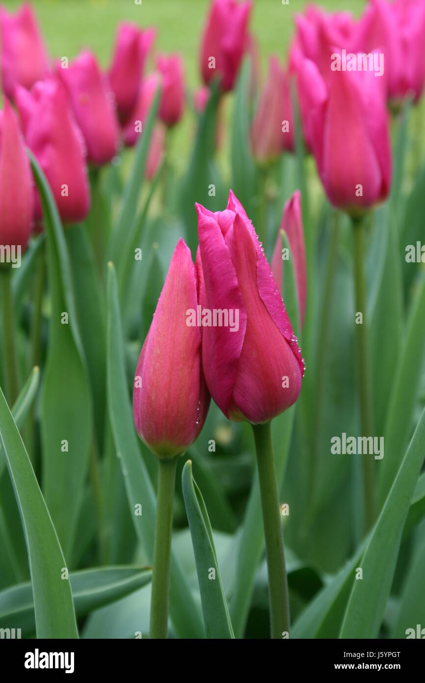 flower plant green blossoms tulips tulip bleed water drop waterdrop ...