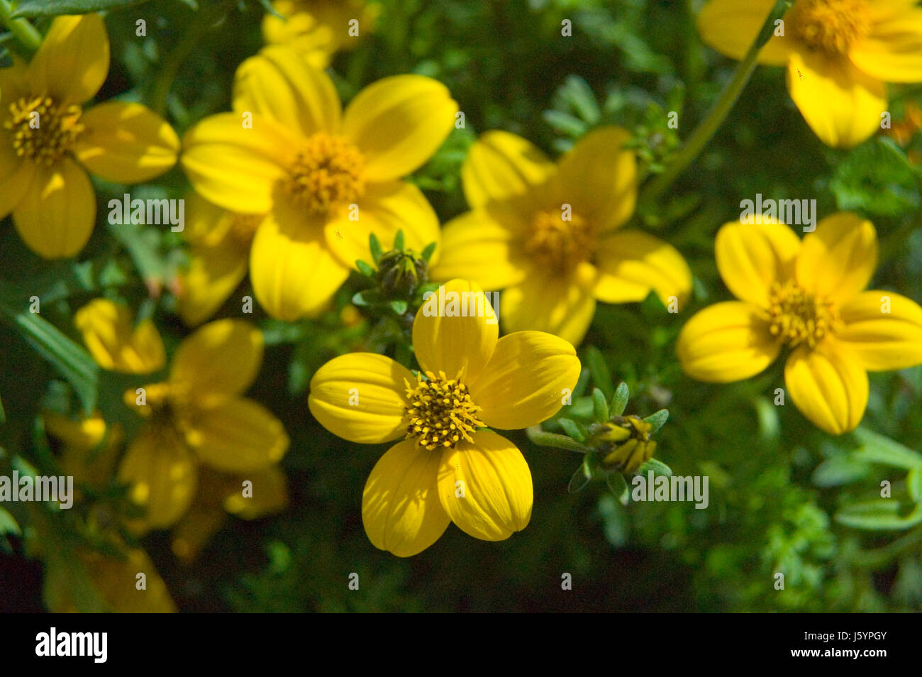 gold fever i Stock Photo - Alamy