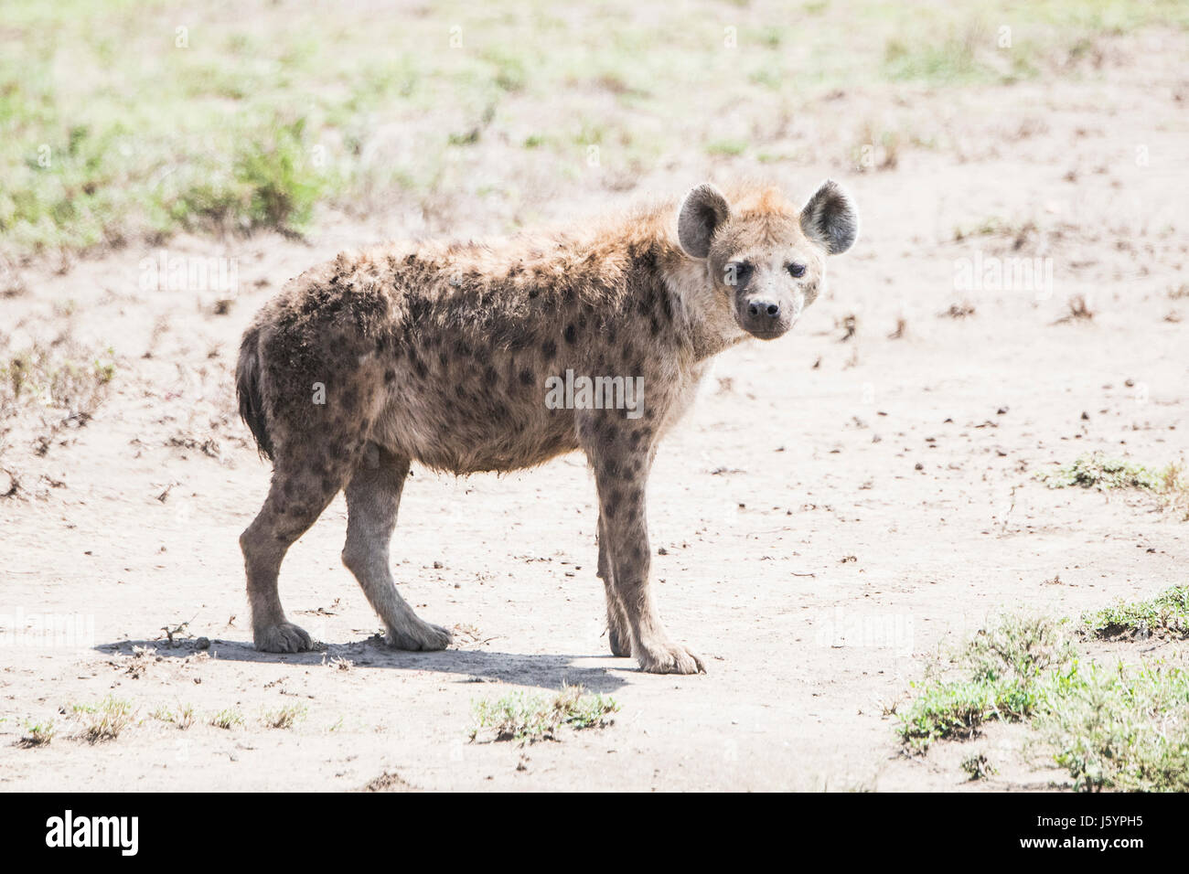 Spotted Hyena (Crocuta crocuta) on the Grassy Plains of the Serengeti ...