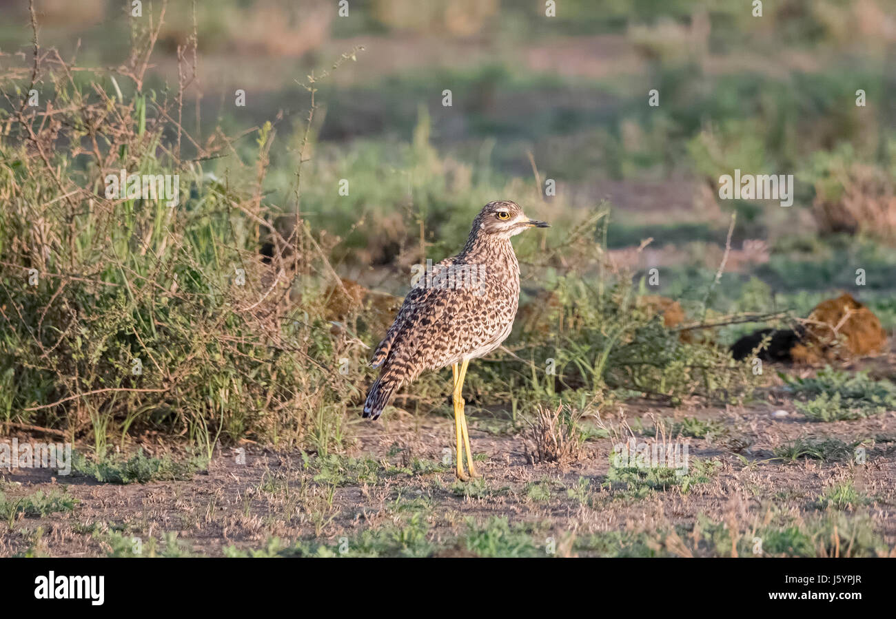 Spotted Thick-knee (Burhinus capensis) in a Grassy Meadow Northern ...
