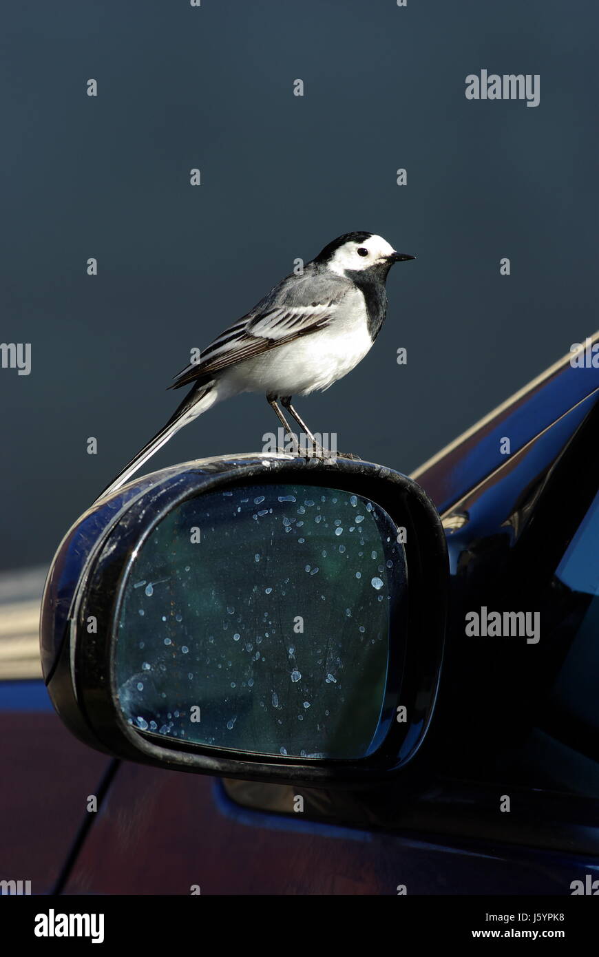 animal bird birds car automobile vehicle means of travel motor vehicle ...