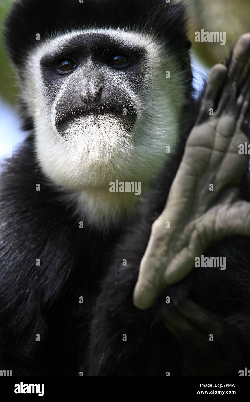 face monkey black swarthy jetblack deep black blank european caucasian ...