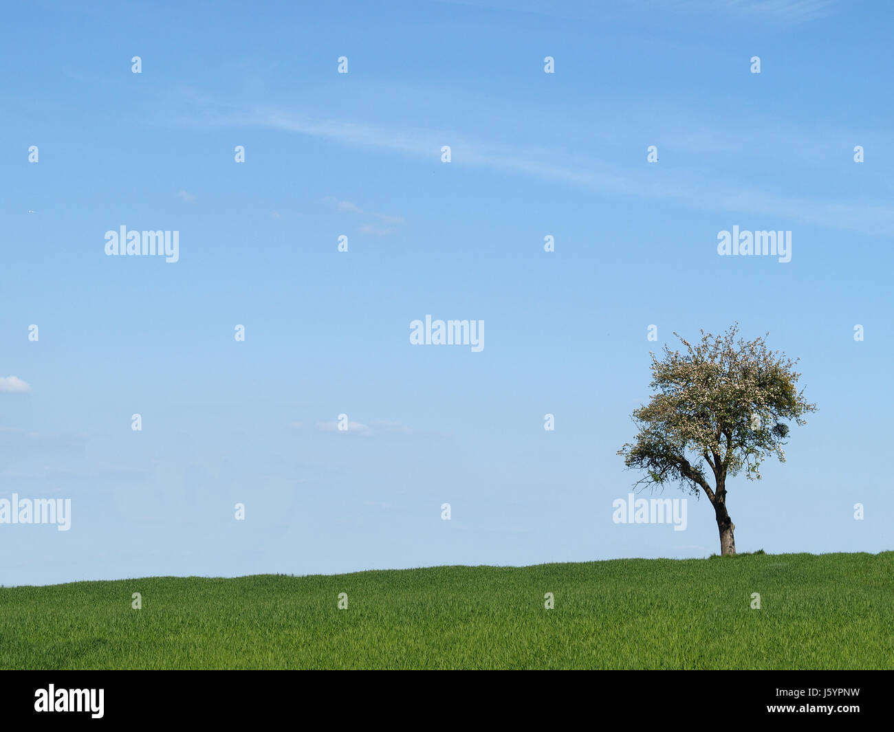 tree lone wolf apple tree one single firmament sky alone lonely clouds ...