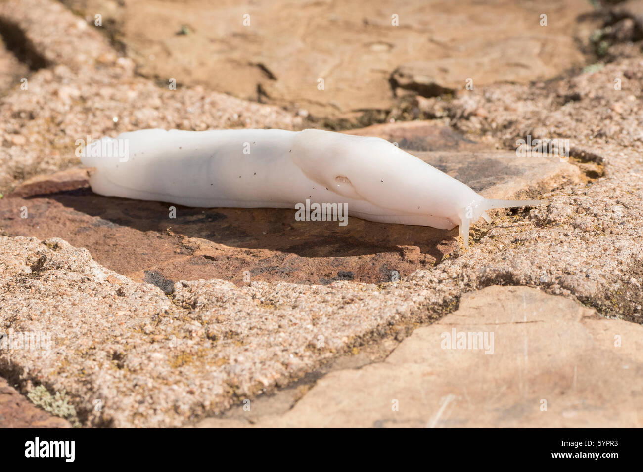 Trigonochlamydidae hi-res stock photography and images - Alamy