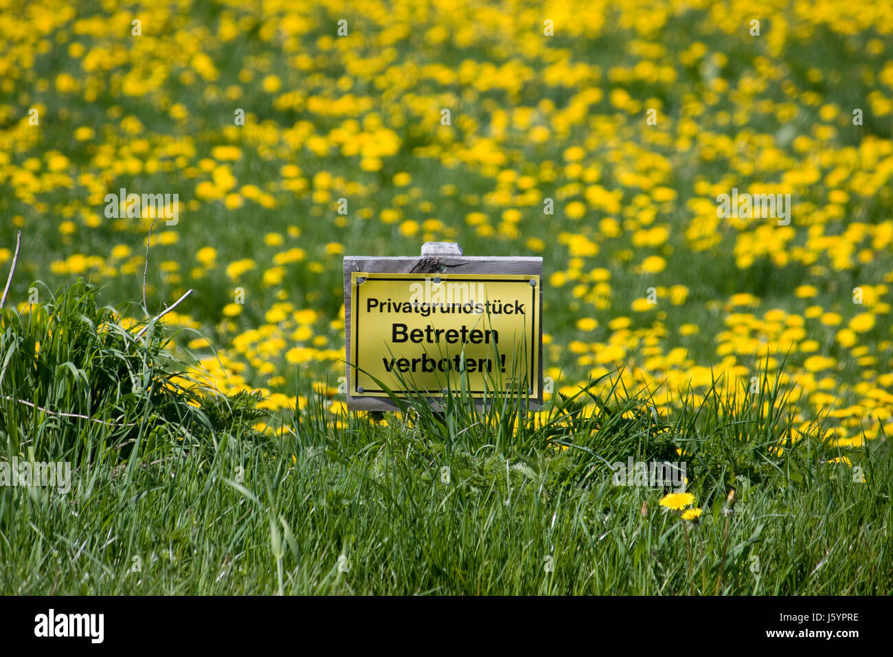 sign signal flower meadow german prohibition sign enter illegal ...