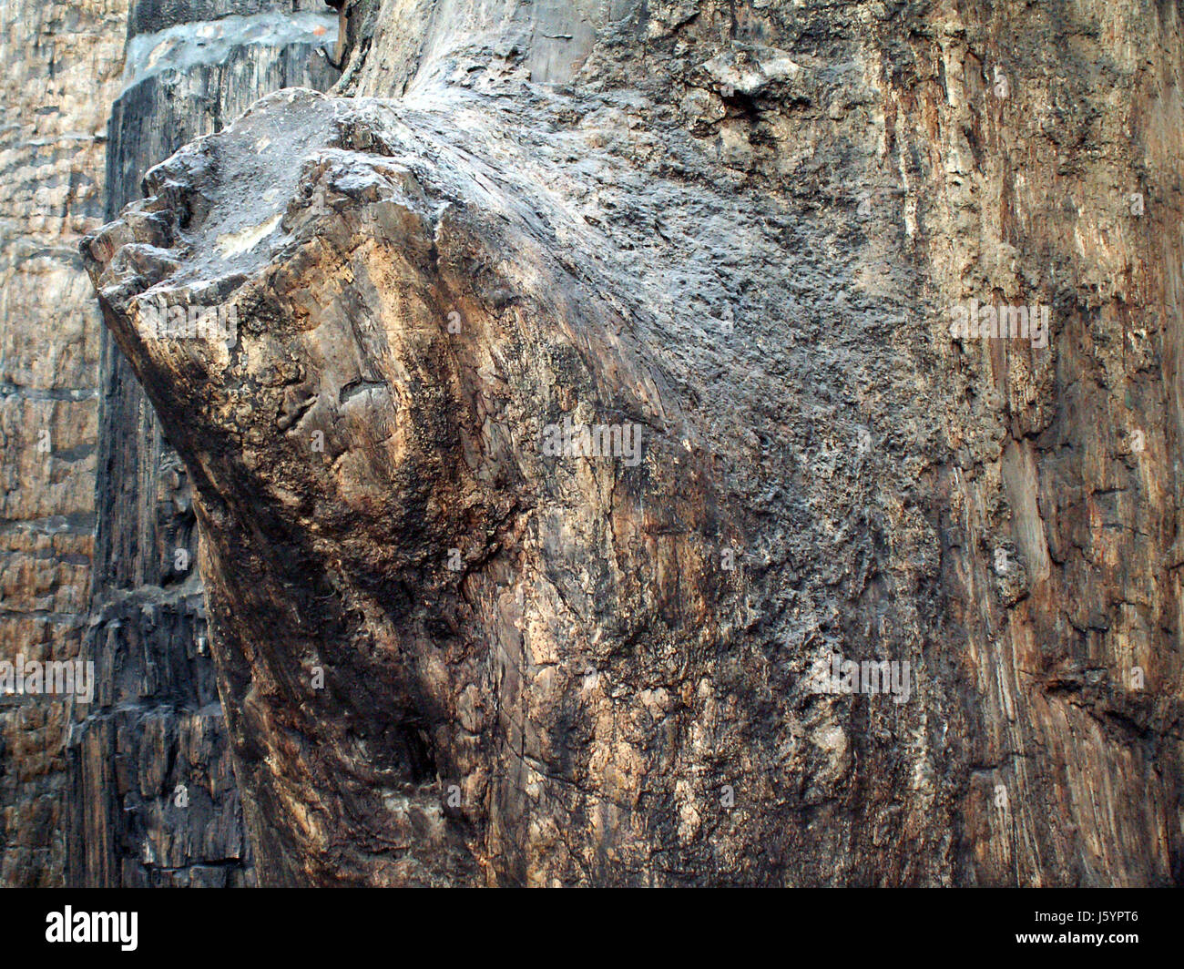Fossil bark hi-res stock photography and images - Alamy