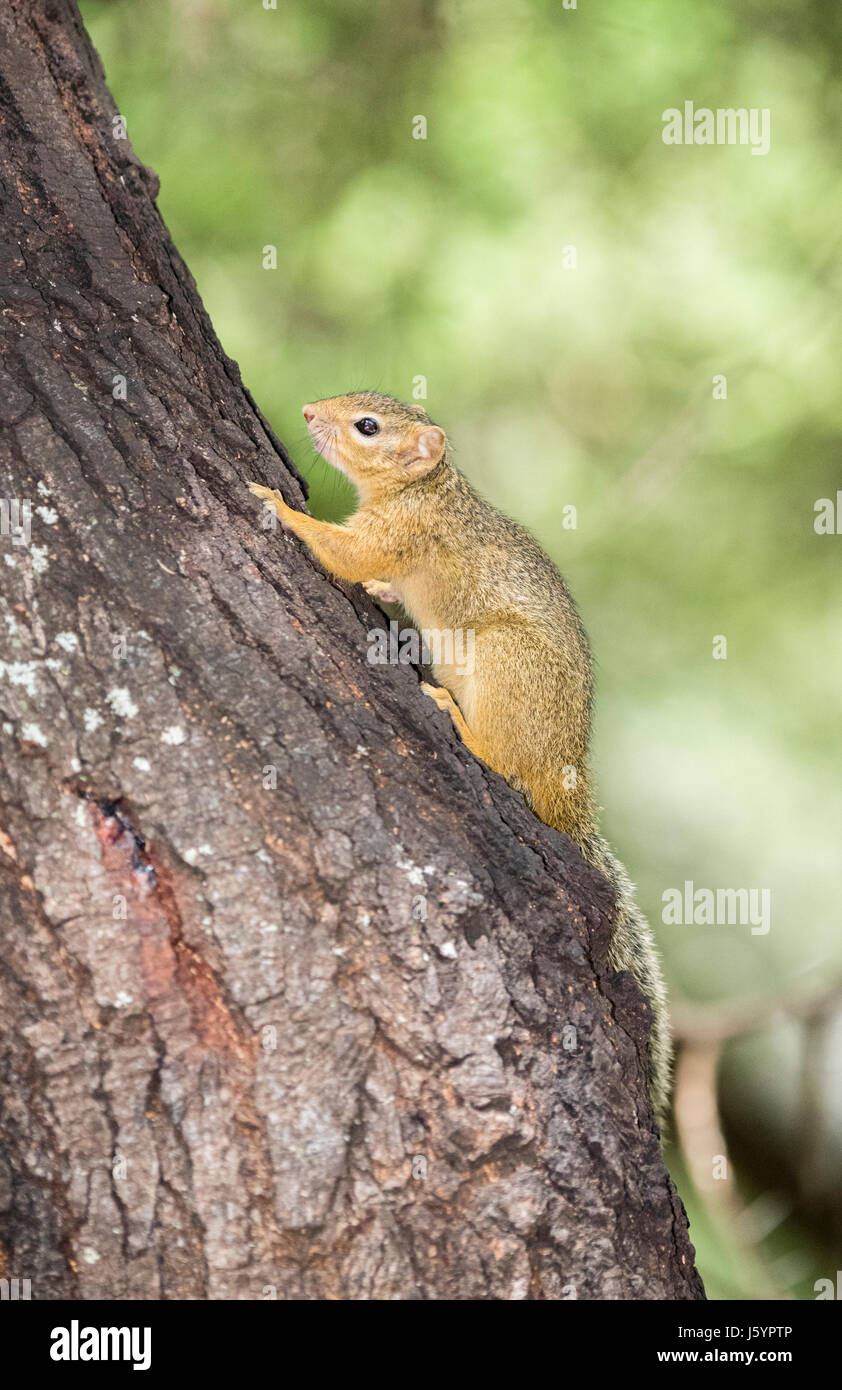 Smith's Bush Squirrel (Paraxerus cepapi) Climbing a Tree in Northern ...