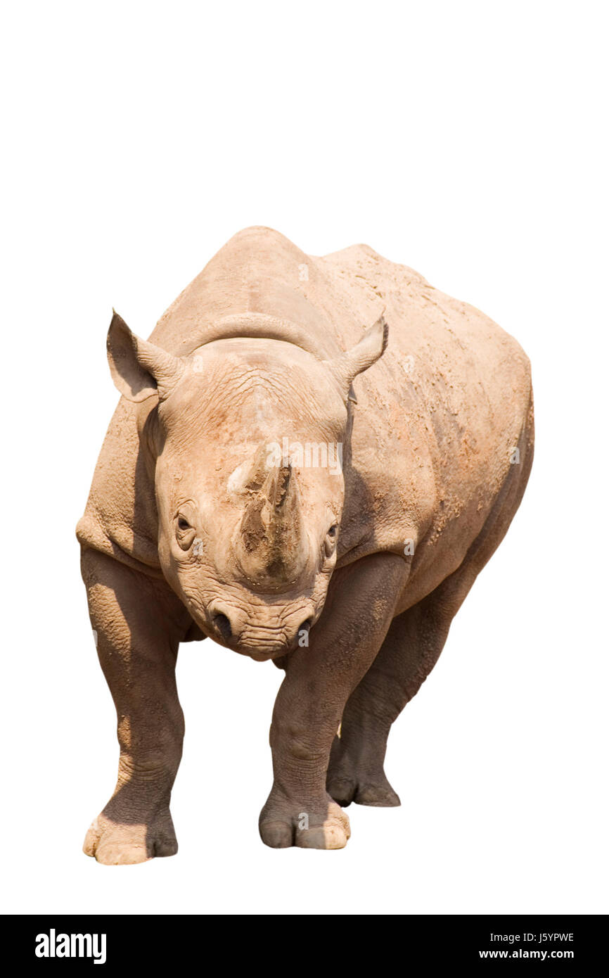 isolated rhinoceros rhino big large enormous extreme powerful imposing ...