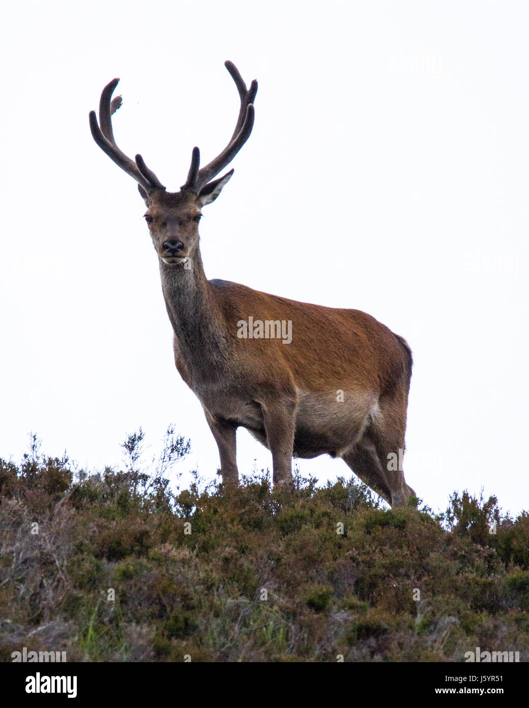 Red stag deer king of the hill hi-res stock photography and images - Alamy