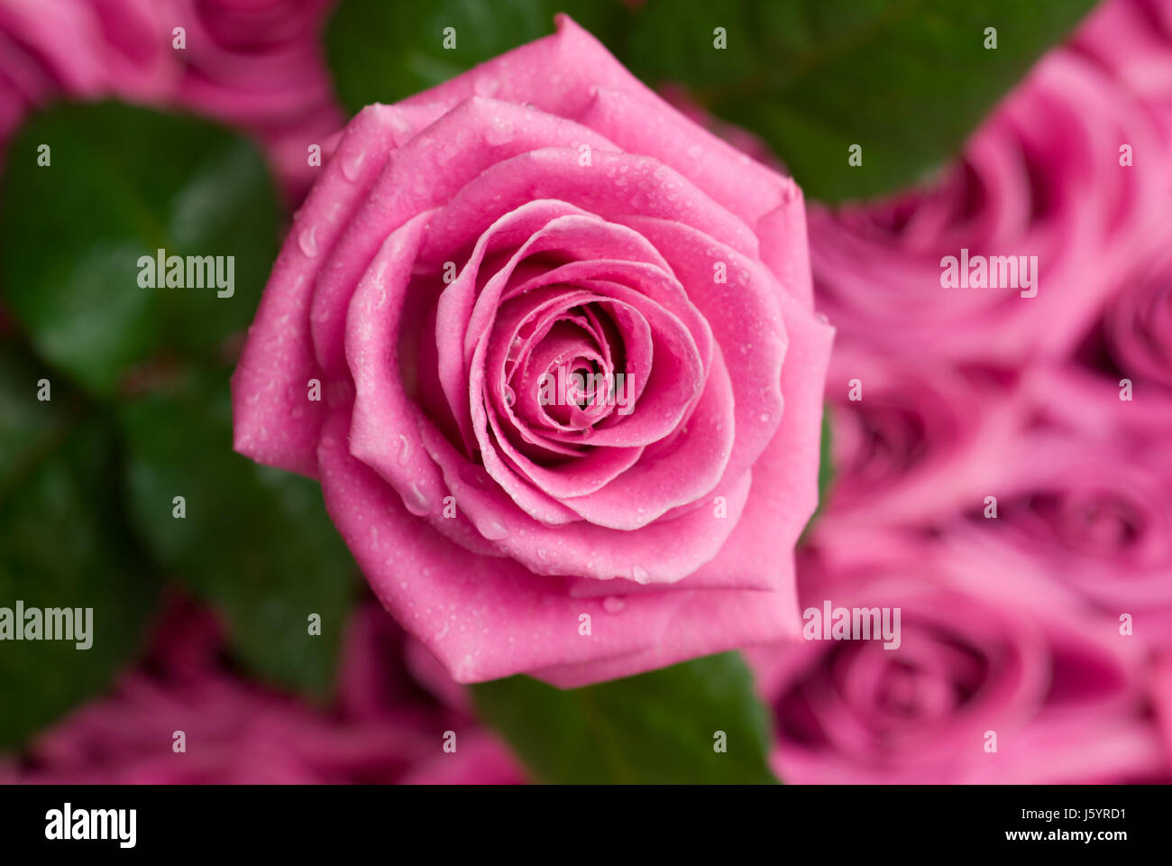 leaf flower plant rose pink beautiful beauteously nice leaf single ...
