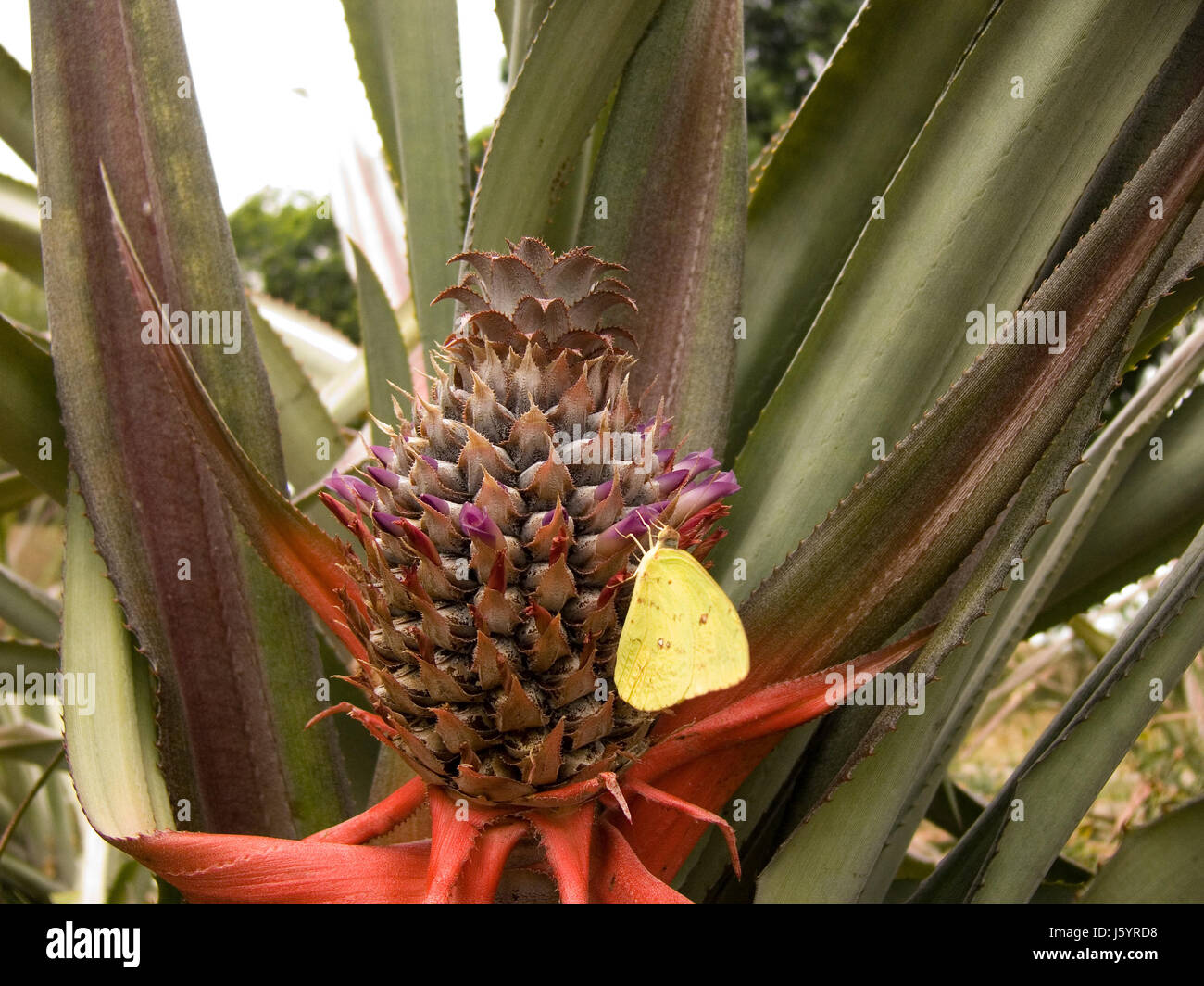 animal butterfly fruit animal world pineapple vegetation venezuela ...