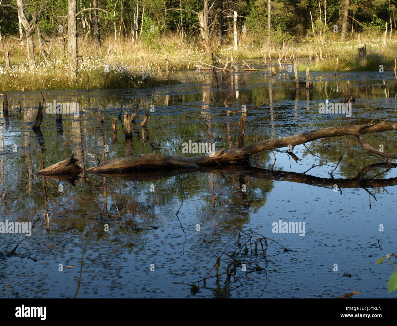 swamp grasses fen scenery countryside nature water swamp grasses fen ...