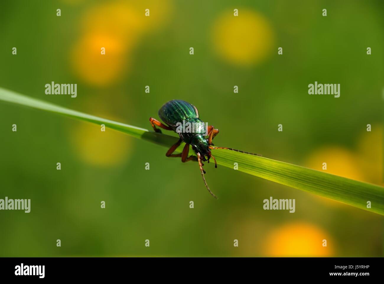 insect beetle blade of grass meadow grass lawn green antenna metallic ...