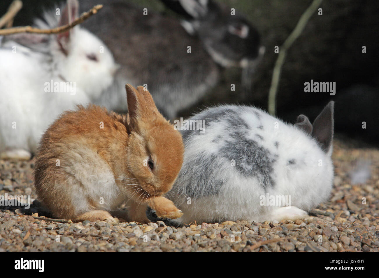 brown brownish brunette rabbit beige bunny bunnies young animal rabbits ...