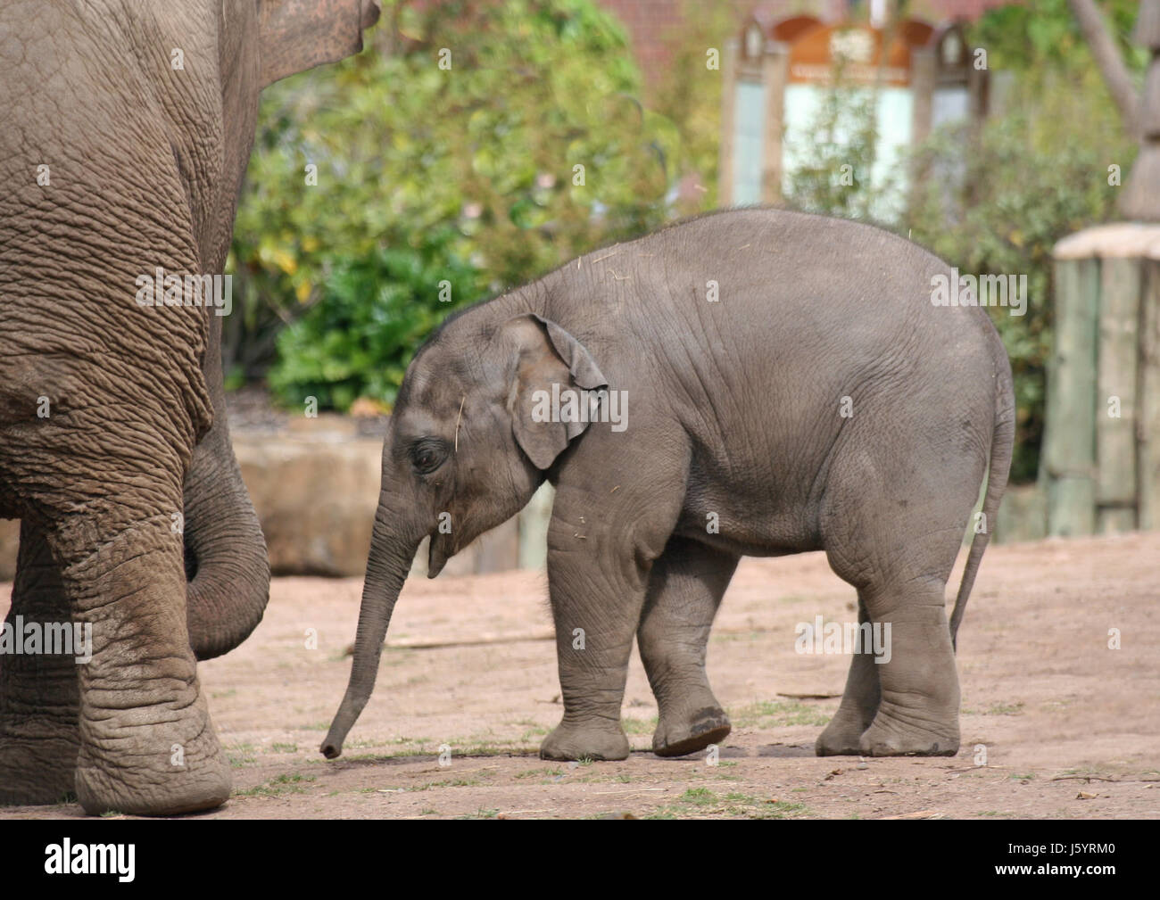 elephant cub baby calf close profile big large enormous extreme ...