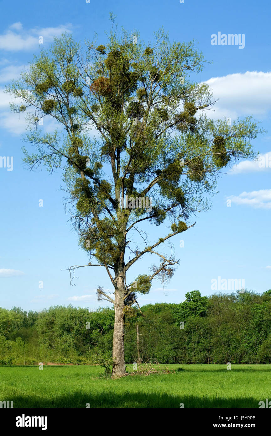 tree mistletoe album parasite mistletoes tree conservation of nature ...
