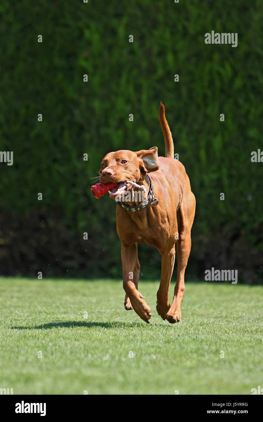 Quick retrieval hi-res stock photography and images - Alamy