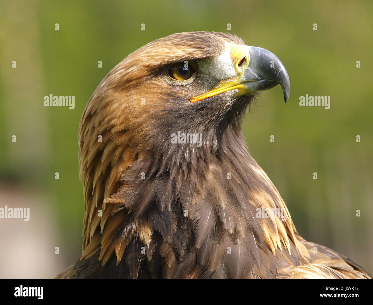 eyes look glancing see view looking peeking looking at eagle golden ...