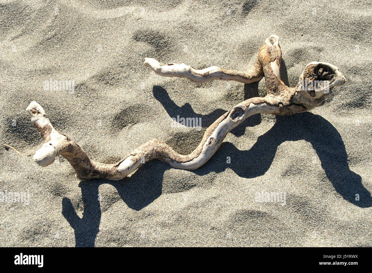 wood beach seaside the beach seashore stick salt water sea ocean water ...