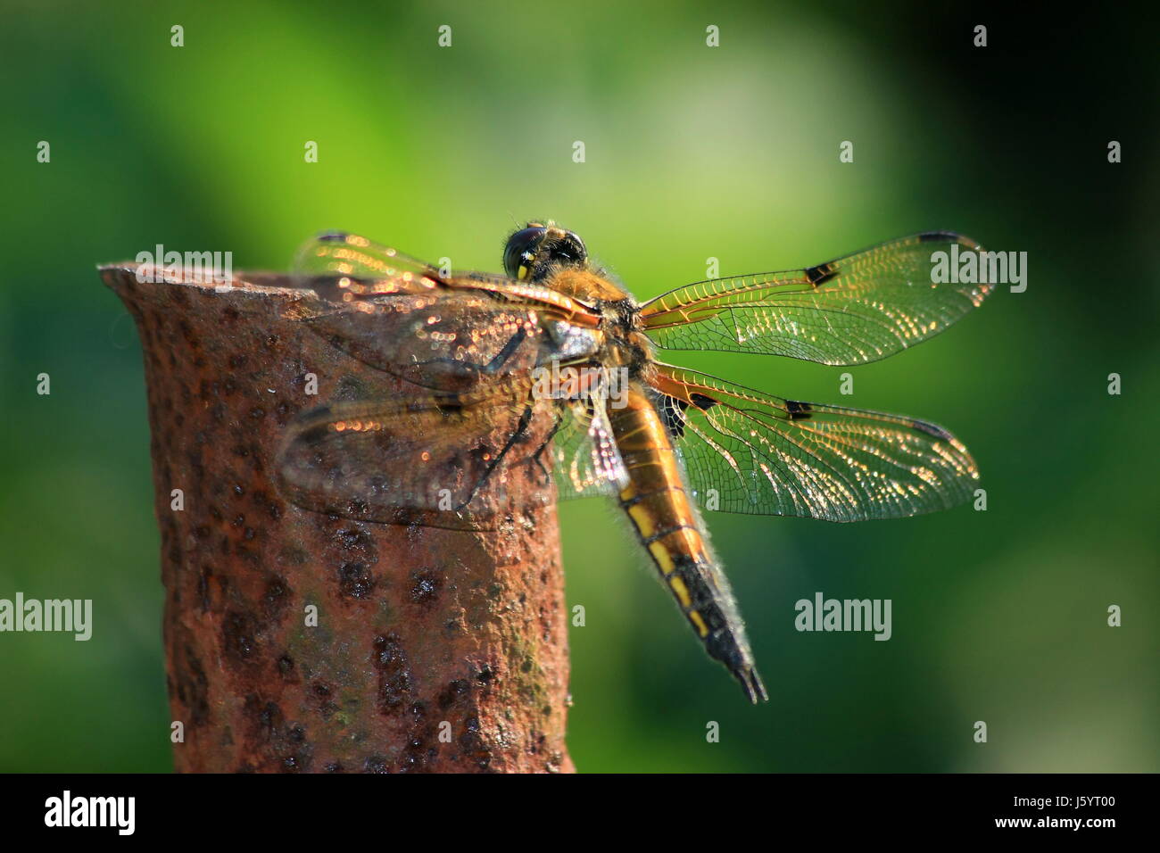 garden spring dragonfly fresh water pond water gardens garden mood wing ...