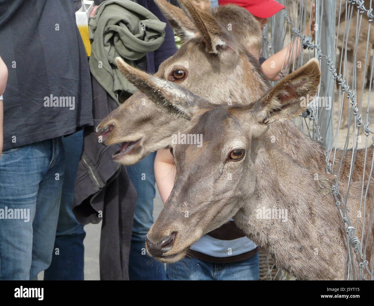 animals mammals fence advertisement stags fallow deer hart stag animals ...