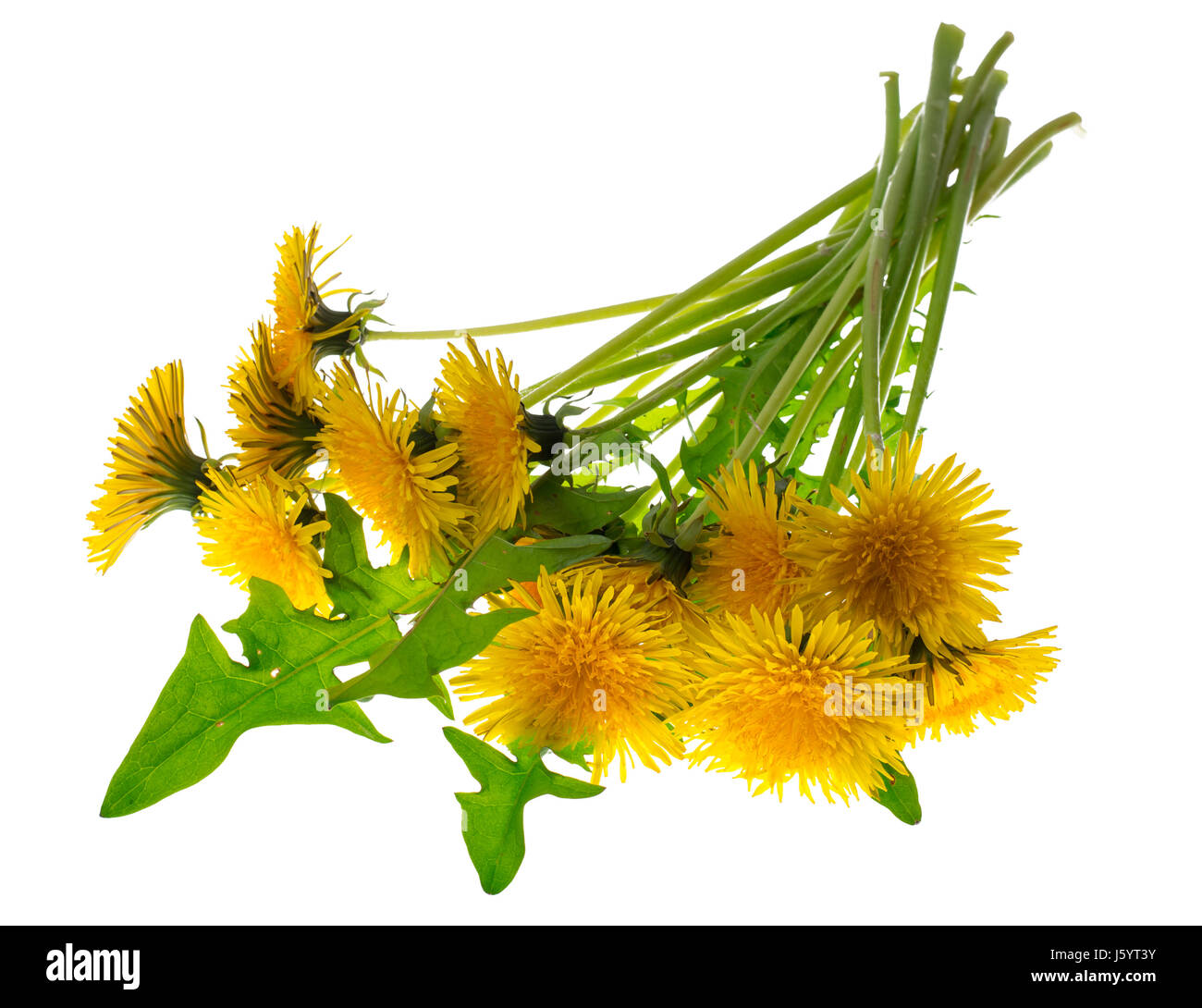 Bright yellow dandelions isolated on white background. Studio Photo ...