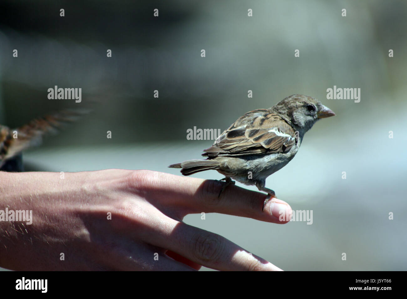hand finger bird birds sparrow fly flies flys flying hand finger bird ...