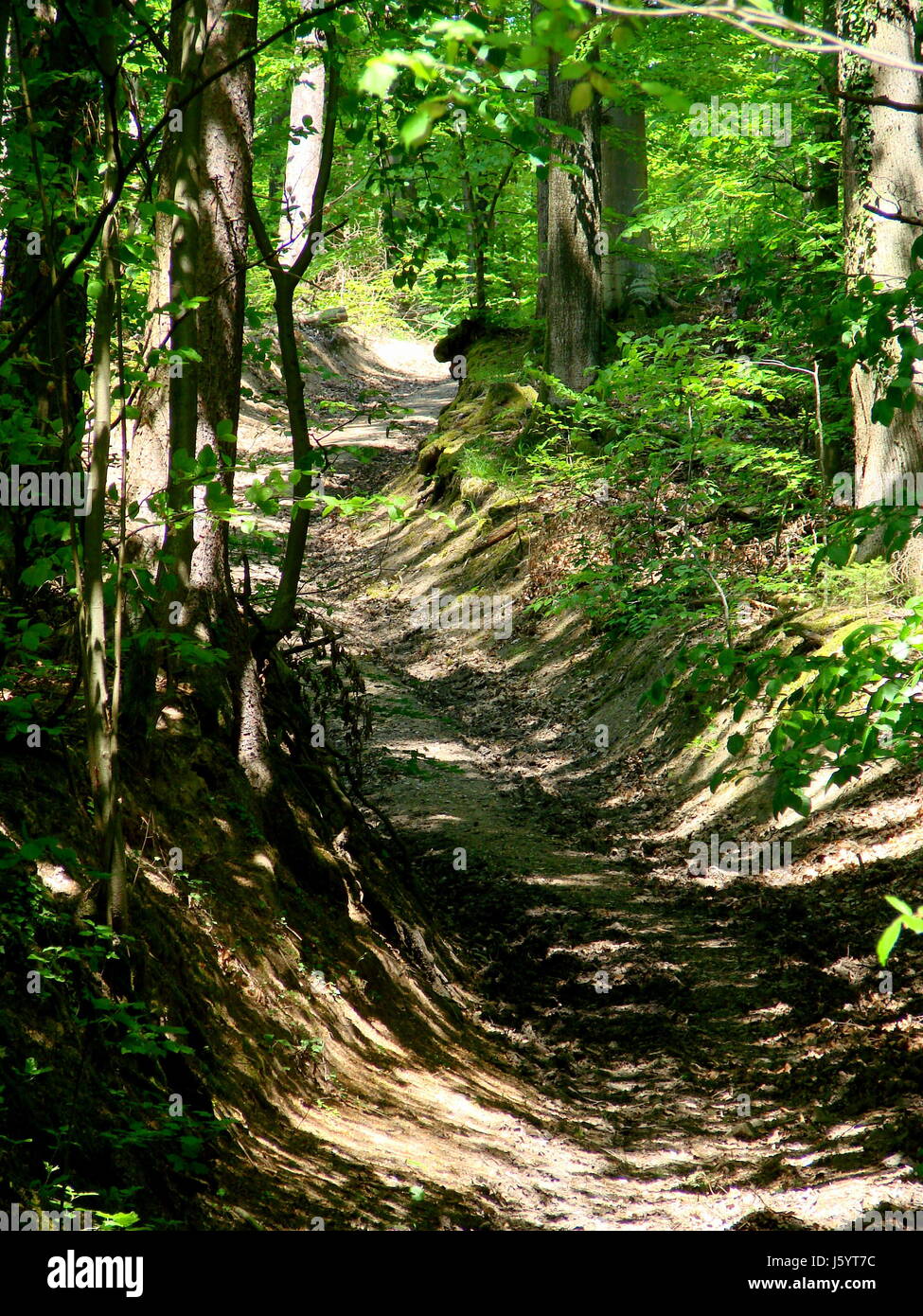 tree path way scenery countryside nature forest leaf tree hike go ...