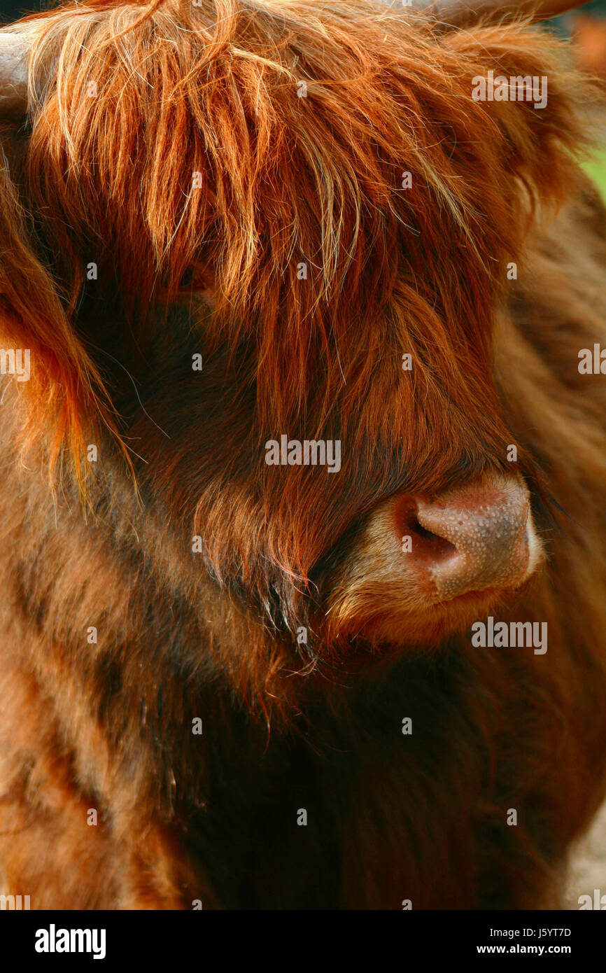 skin cow bovine red animal mammal animals skin cow bovine ruminant red ...