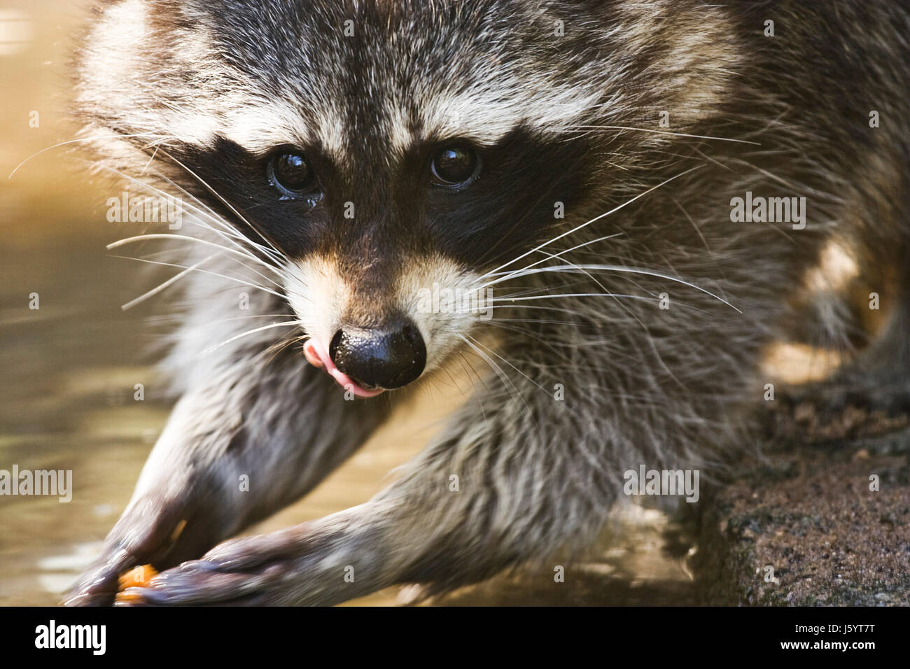 animal north america wild animal animal wild fur predator raccoon coon ...