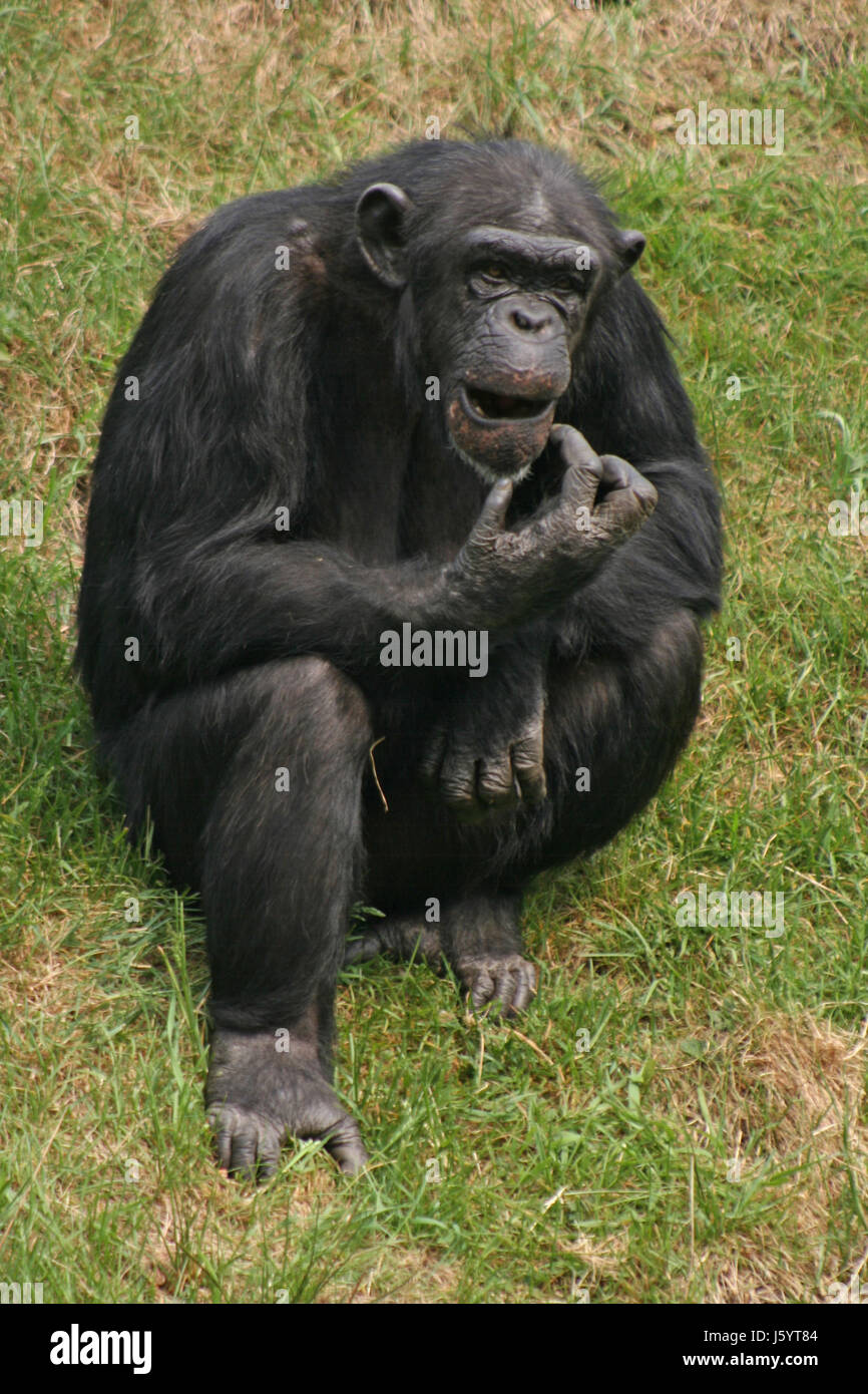 monkey chimpanzee anthropoid animal wild monkey hairs skin haired ...