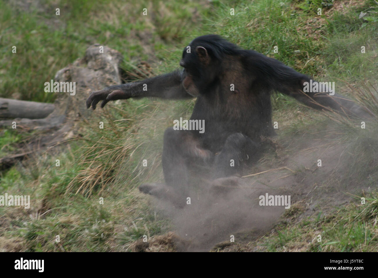 animal monkey skin beastly chimpanzee anthropoid animal wild monkey ...