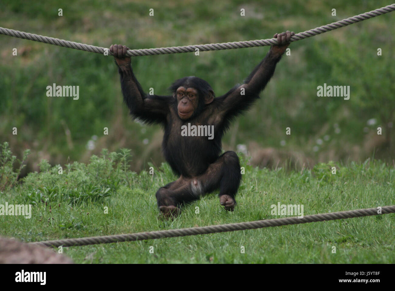 animal monkey skin beastly chimpanzee anthropoid animal wild monkey ...
