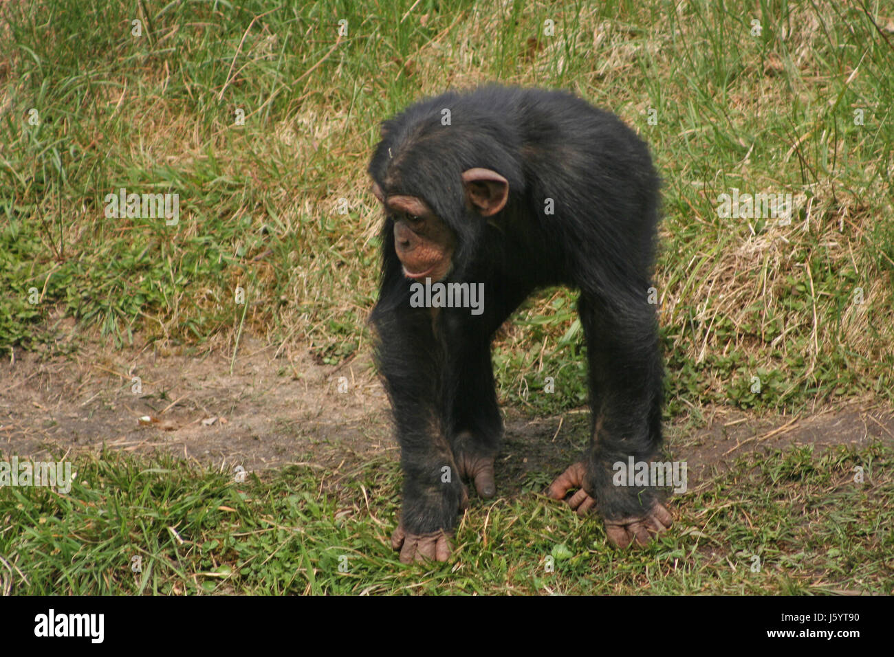 animal monkey skin beastly chimpanzee anthropoid animal wild monkey ...