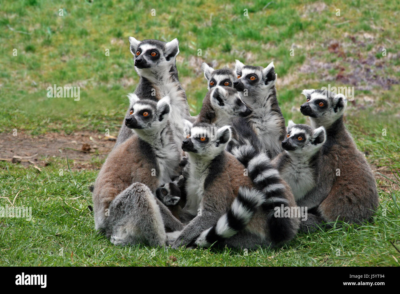 Monkey warning group hi-res stock photography and images - Alamy