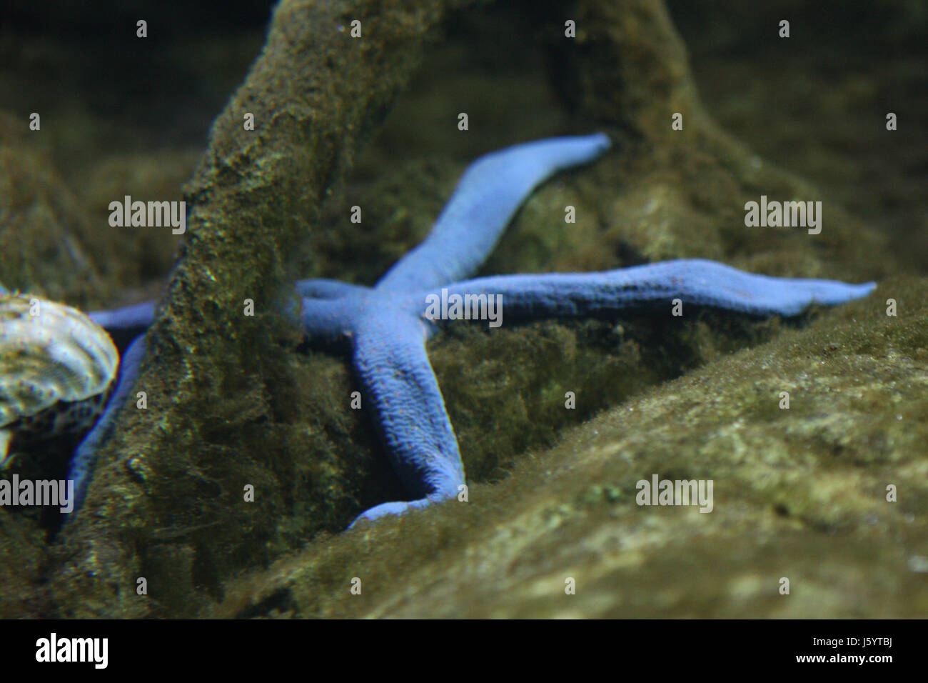 green fish underwater pisces blue green fish reed underwater wet pisces ...