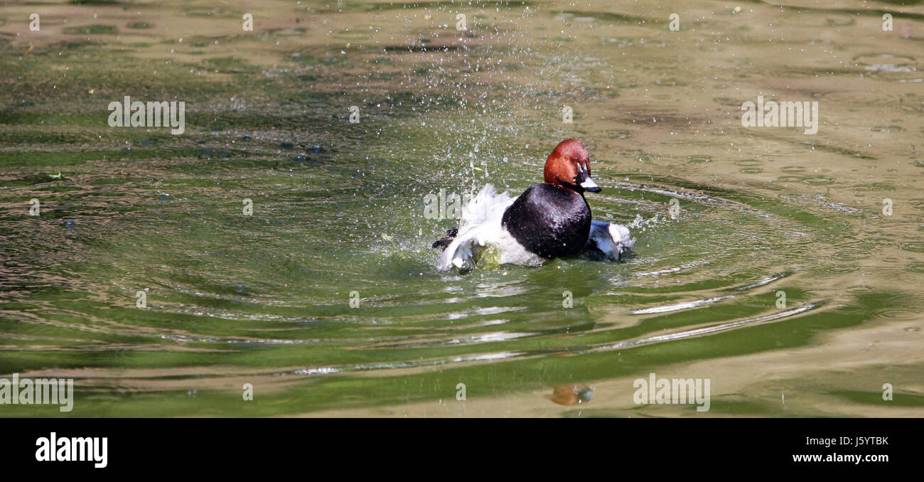 wing duck squirt water drop drip drops seeping sopping drips animal ...