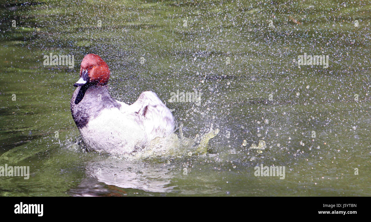 animal bird animals birds ducks duck salt water sea ocean water nature ...