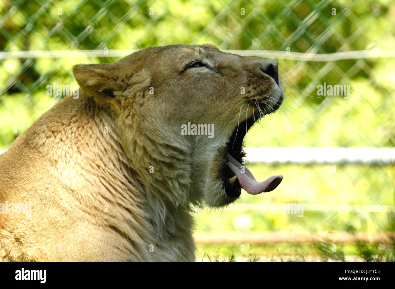 predator animal world lioness pussycat cat domestic cat fauna predator ...