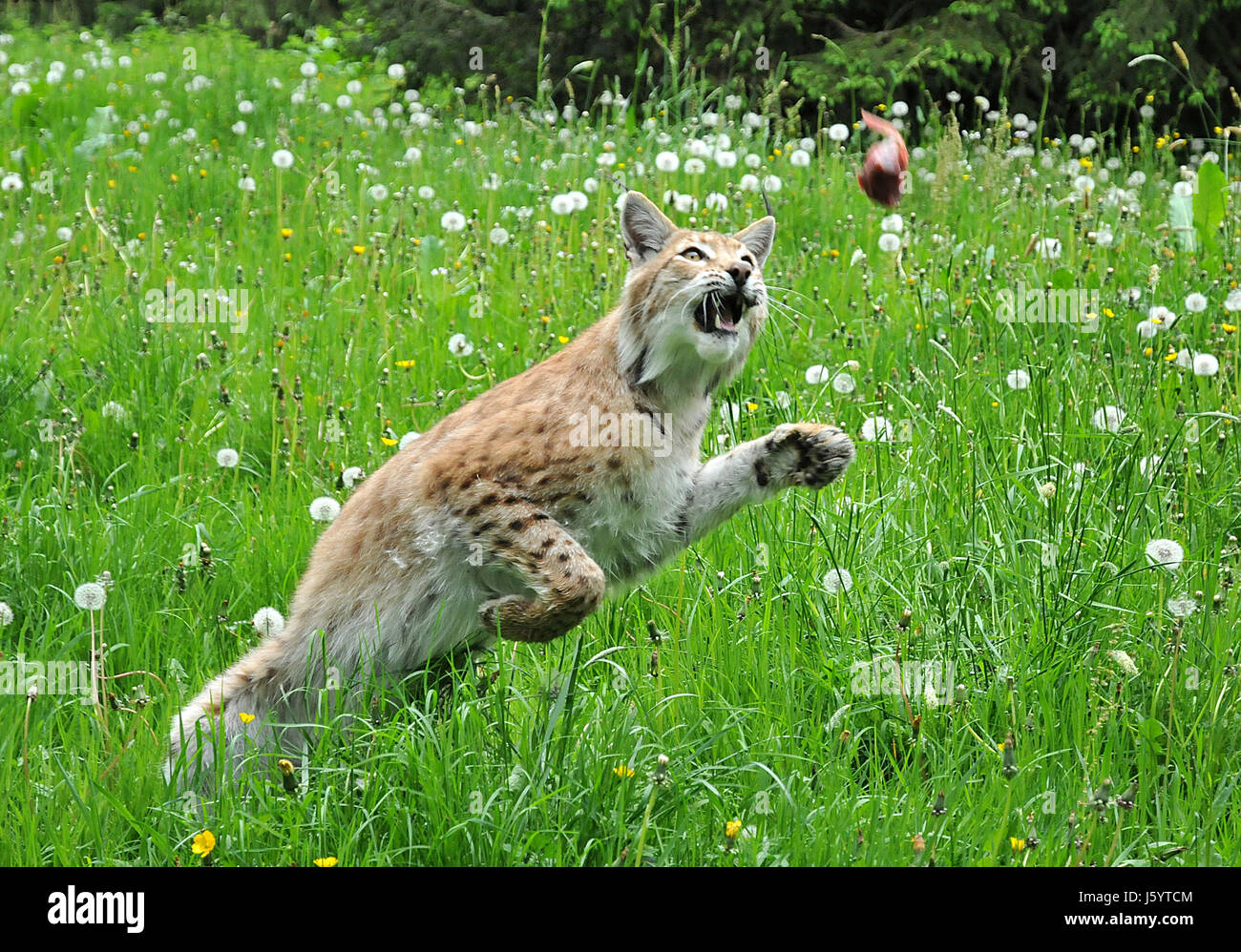 hunger big cat feline predator predator to gorge engulf devour wildcat ...