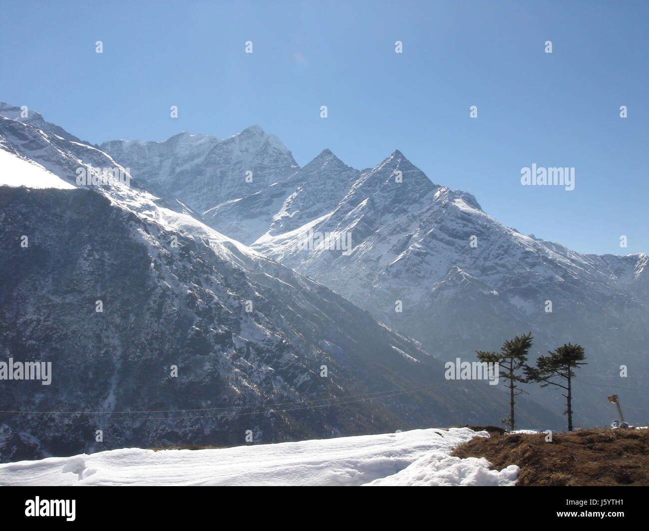 tree trees snow coke cocaine material drug anaesthetic addictive drug ...