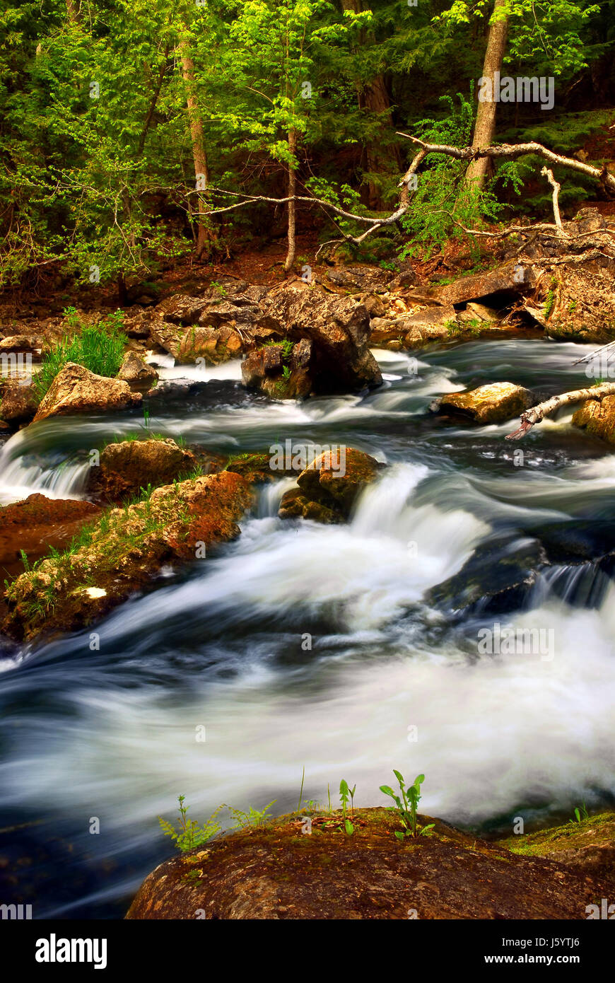 tree rapids rocks cascade river water stones blue environment ...