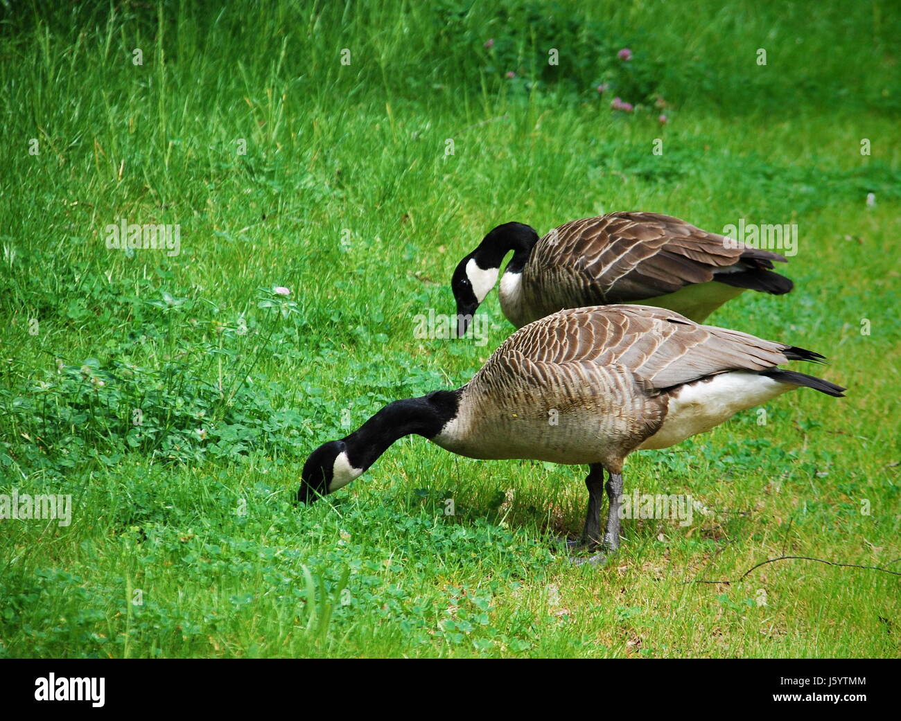 migrant birds of passage birds protection brant meadow animal bird green swamp Stock Photo - Alamy