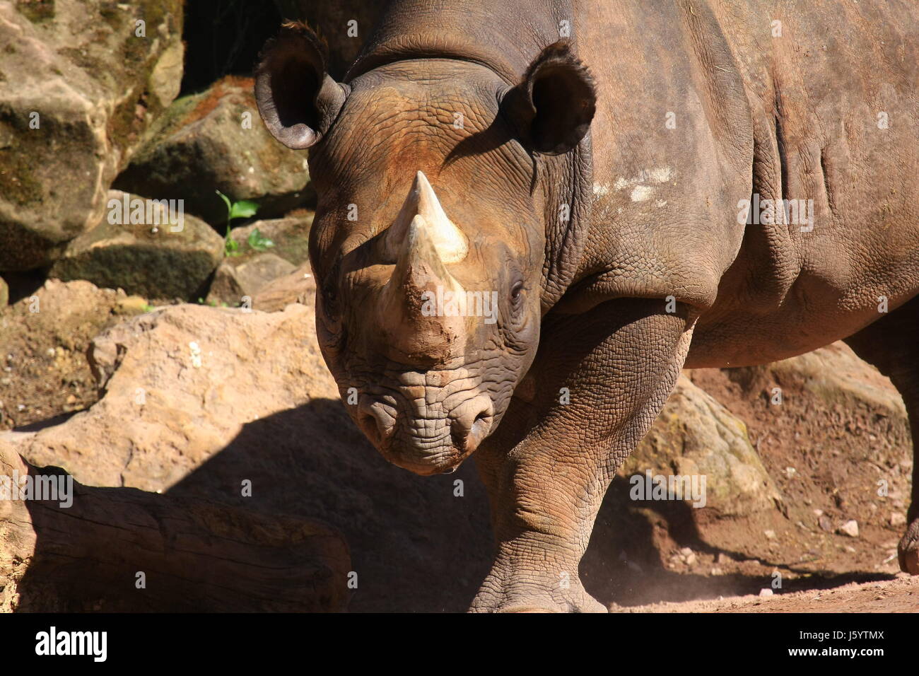 environment enviroment animal africa steppe nature rhino rhinoceros ...