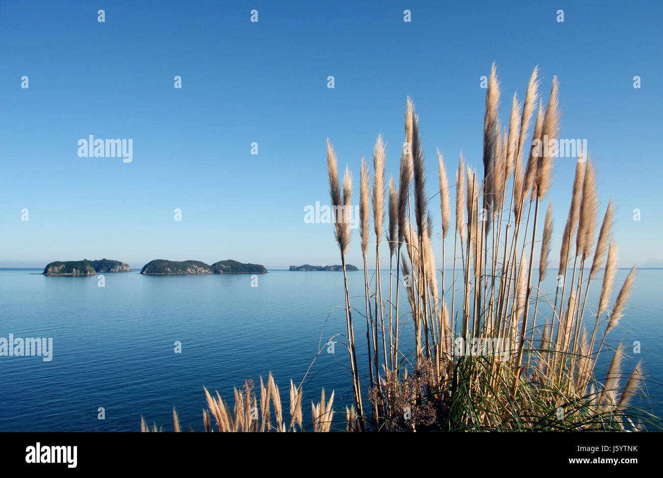 reed grasses new zealand salt water sea ocean water meadow grass lawn ...