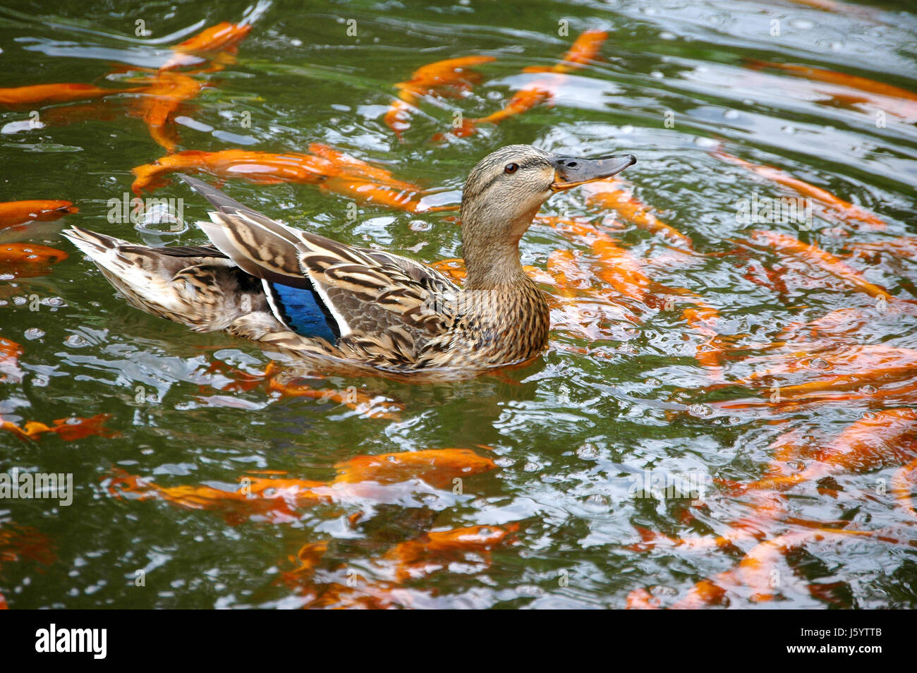 bird birds duck aquatics pisces fresh water pond water goldfish bird ...