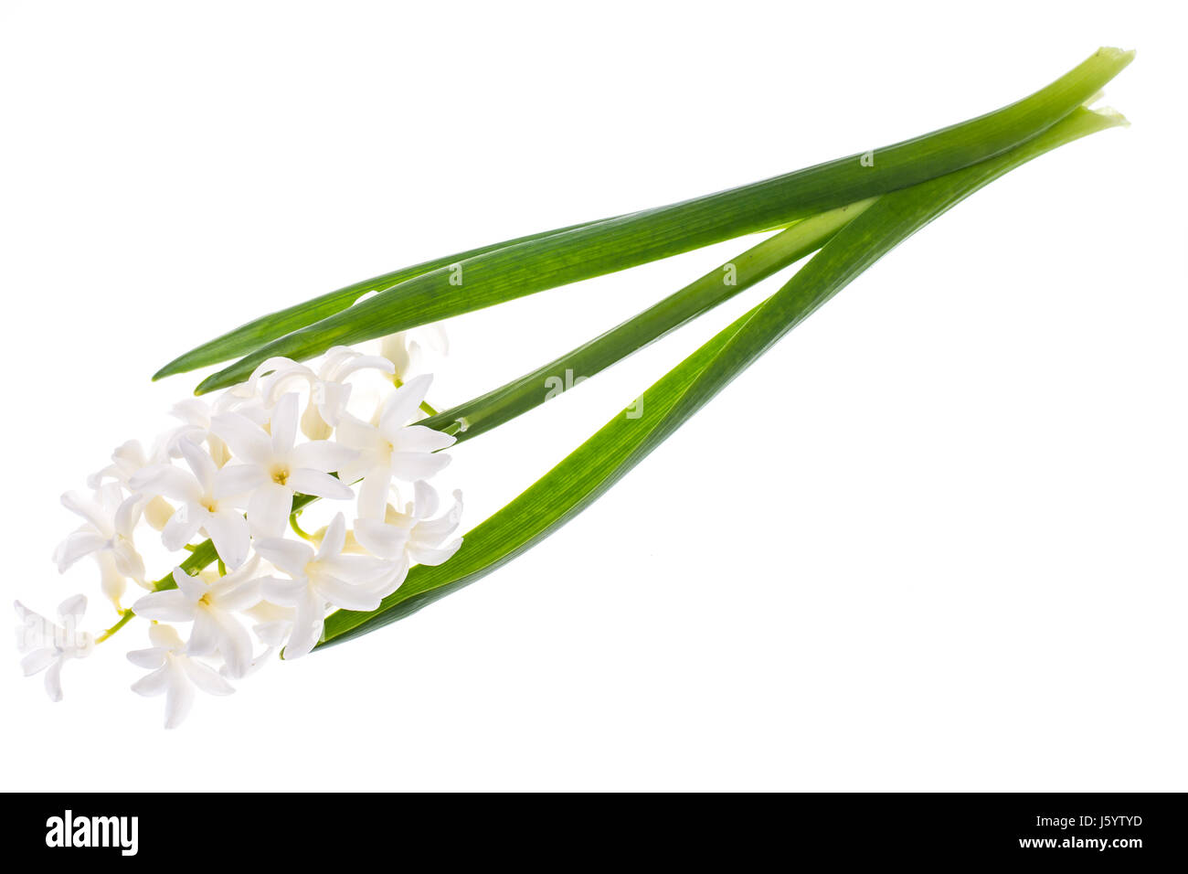 Single cut flower of white hyacinth. Studio Photo Stock Photo - Alamy