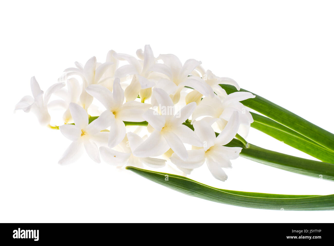 Single cut flower of white hyacinth. Studio Photo Stock Photo - Alamy