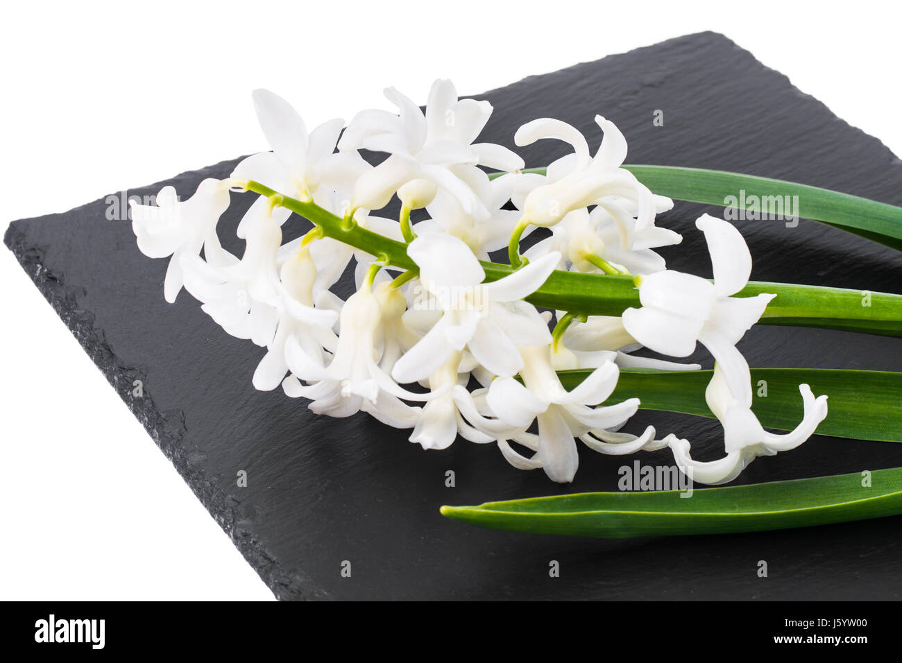 Single cut flower of white hyacinth. Studio Photo Stock Photo - Alamy