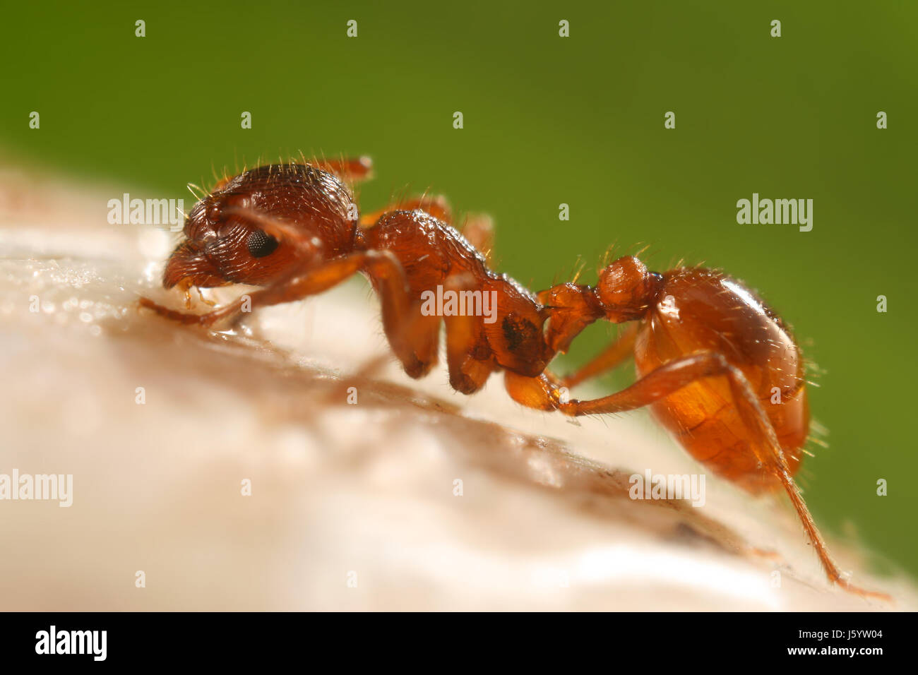 Ant 2 hi-res stock photography and images - Alamy